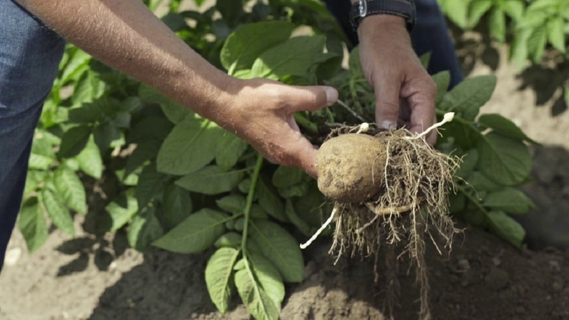 Ett händelserikt potatisår präglat av mycket diskussion | Syngenta