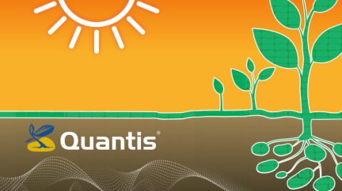 QUANTIS - Biostimulant | Syngenta