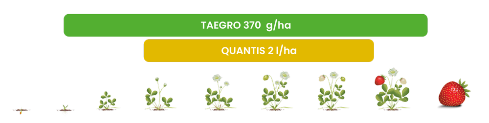 Jordgubbar | Syngenta